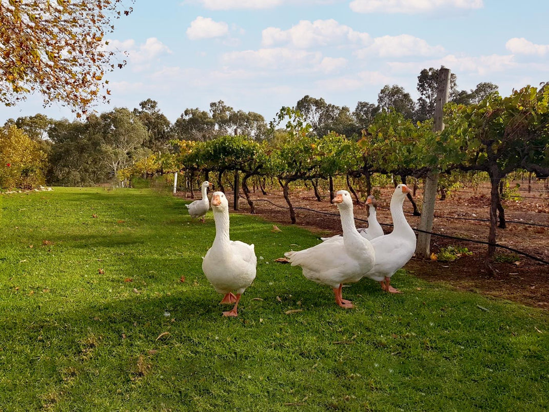 Our Vineyard – Five Geese Wines